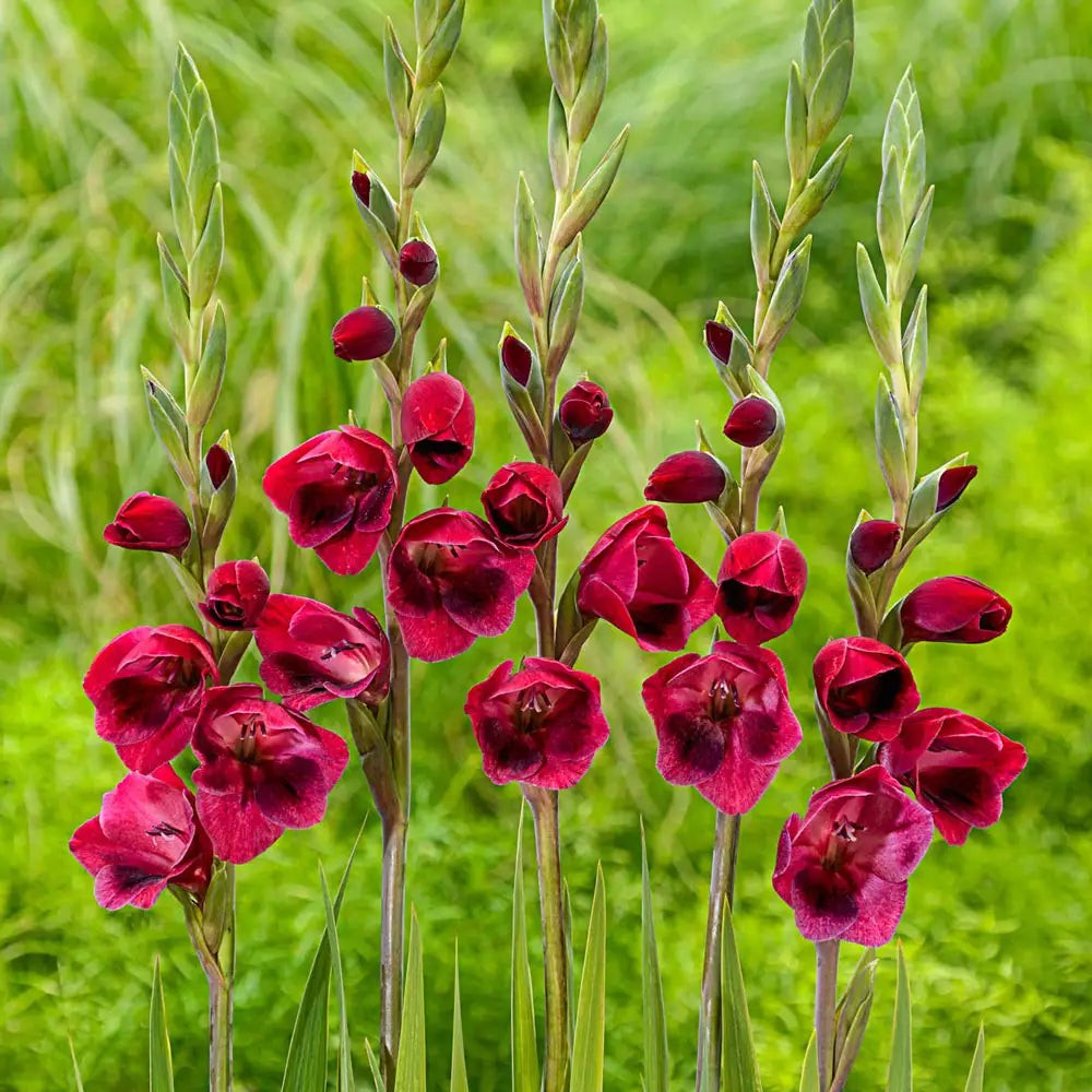 Hardy Gladiolus papilio Ruby | K. van Bourgondien