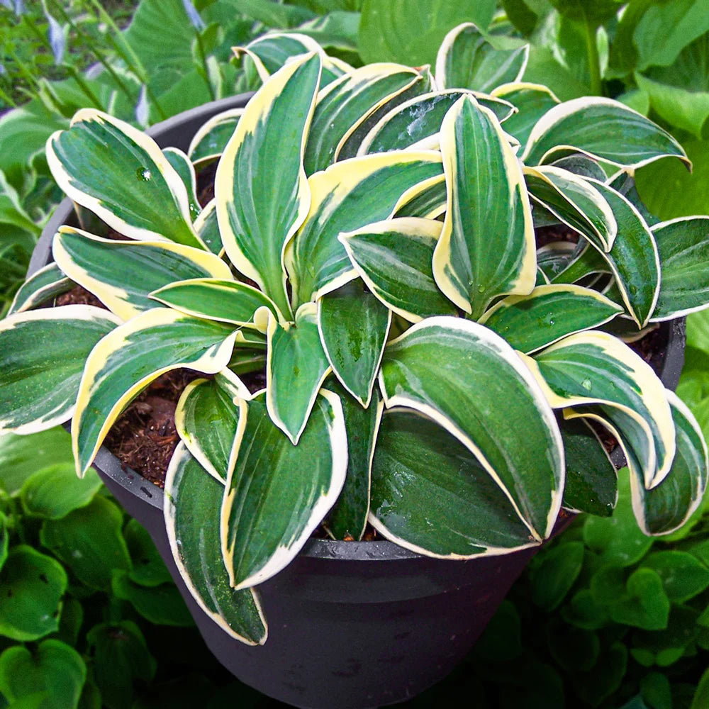 Mini Hosta Funny Mouse - Shade Perennial | K. van Bourgondien