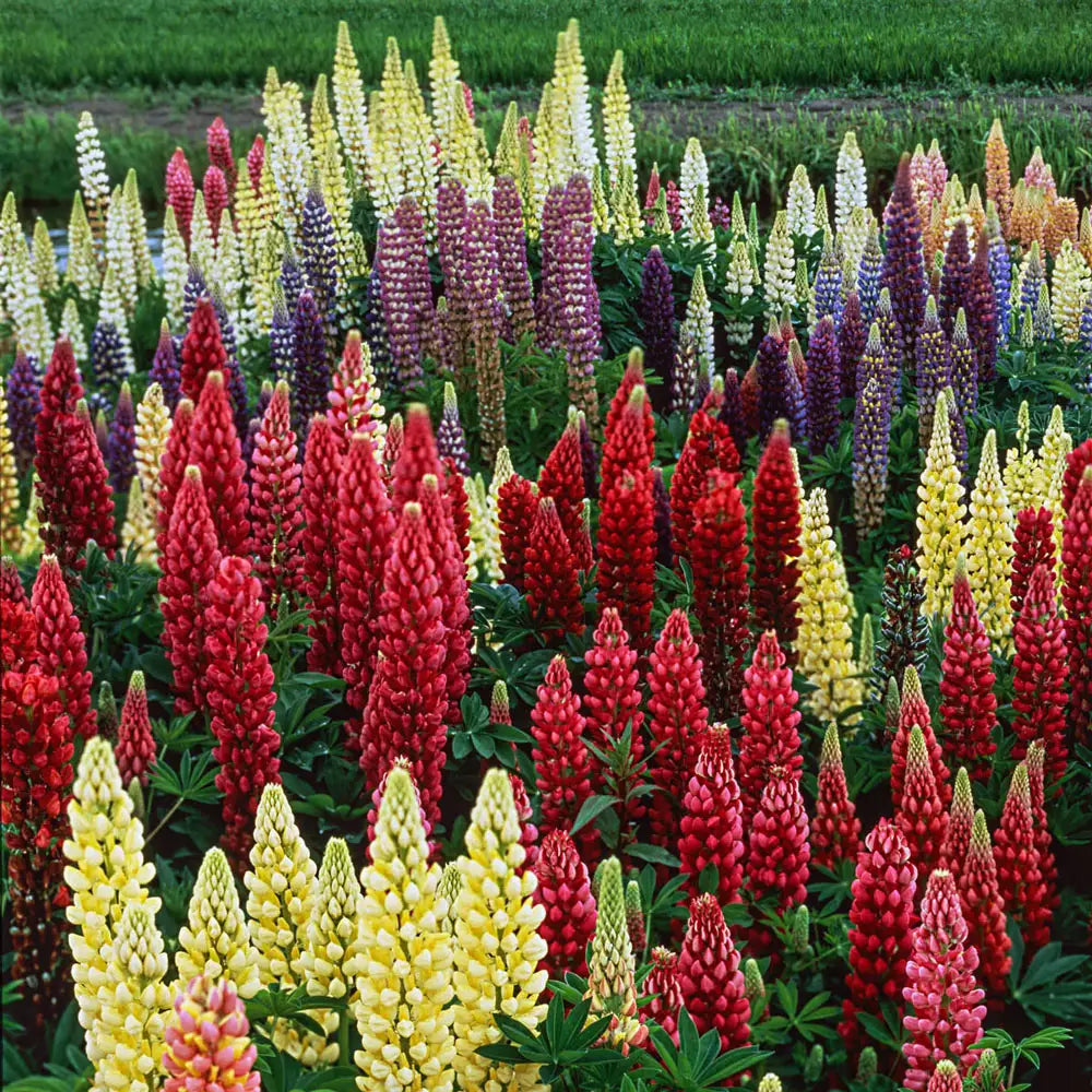 Lupinus polyphyllus Mix - Sun Perennial | K. van Bourgondien