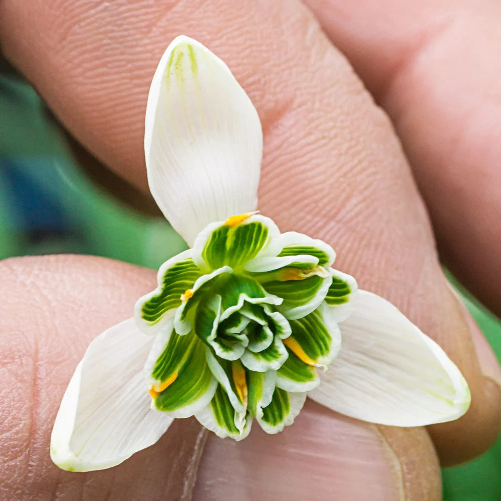 Hippolyta Double Snowdrop | K. van Bourgondien