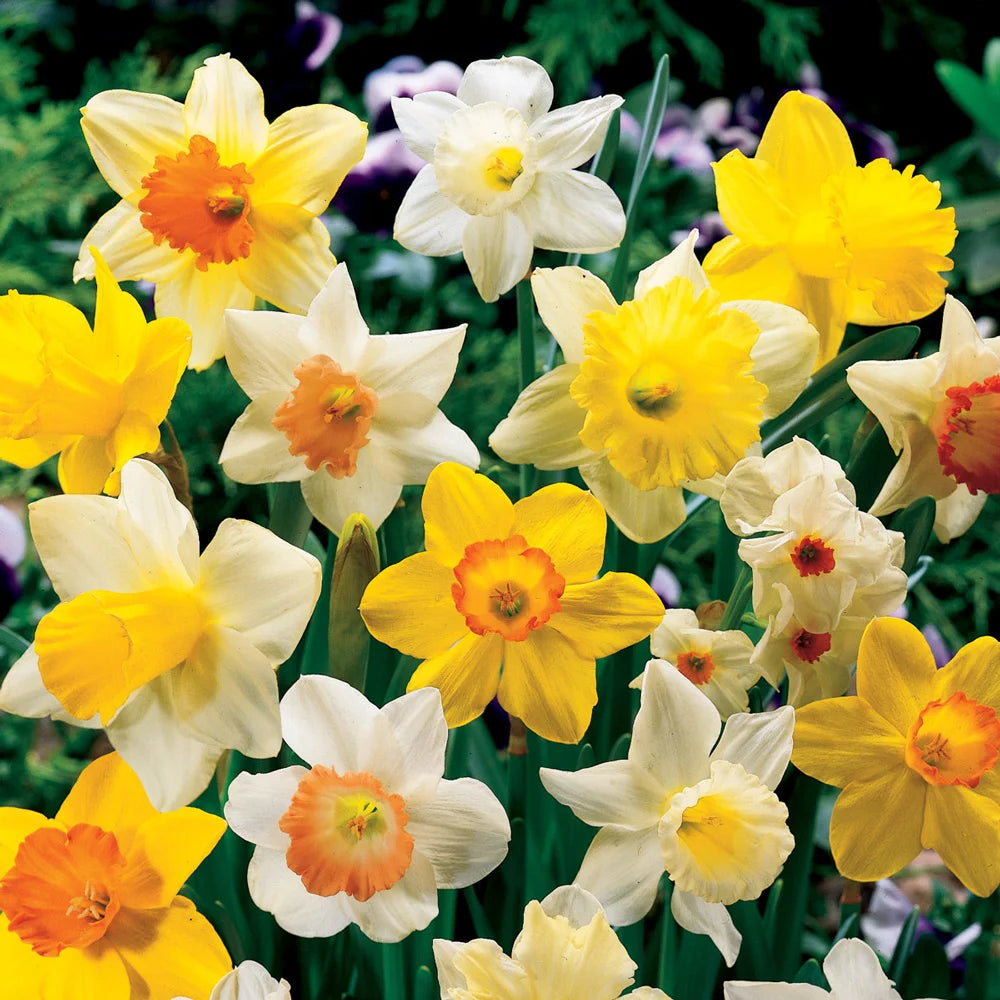Mixed Daffodils for Naturalizing in Growers Bag | Dutch Bulbs