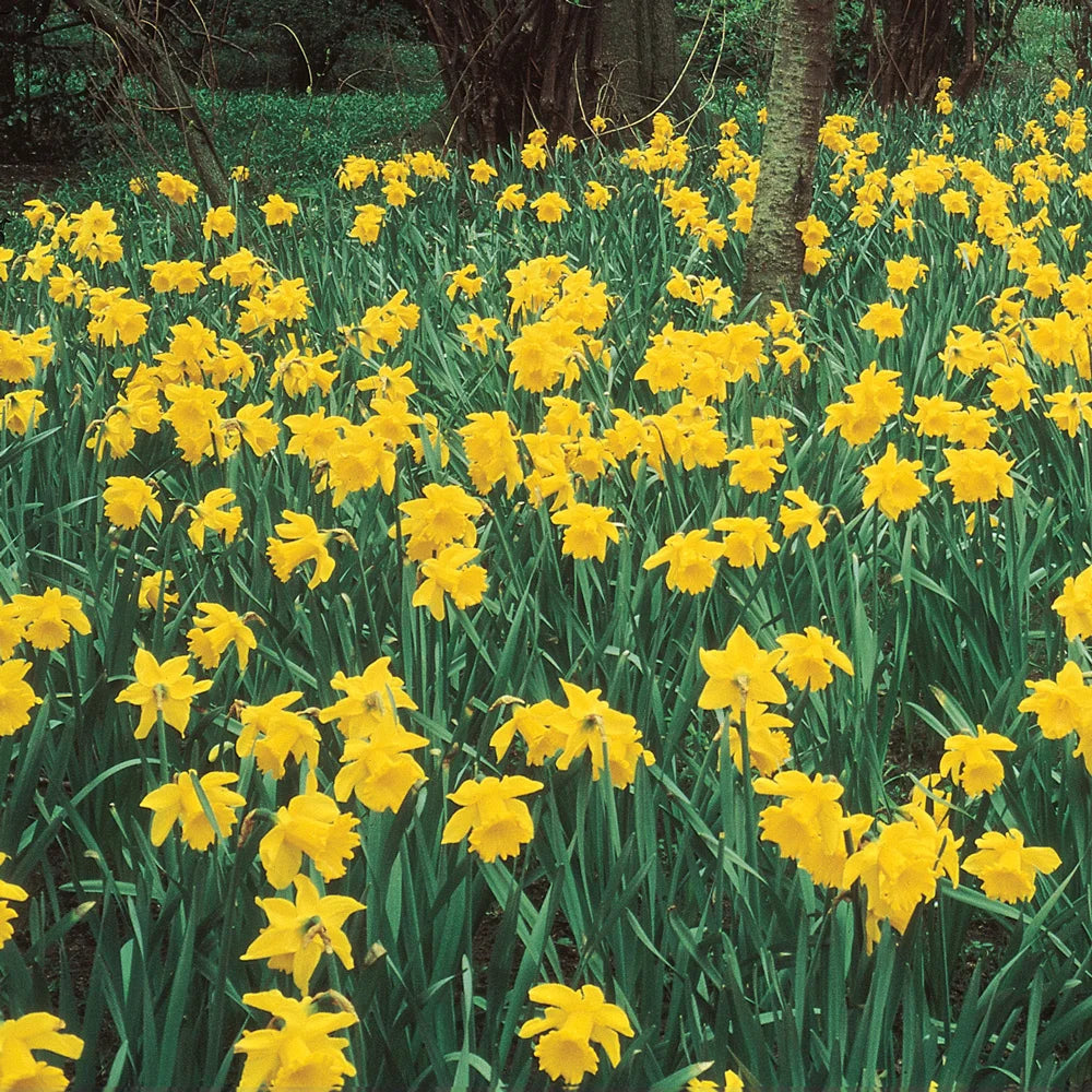 Yellow Daffodils for Naturalizing in Growers Bag | Dutch Bulbs