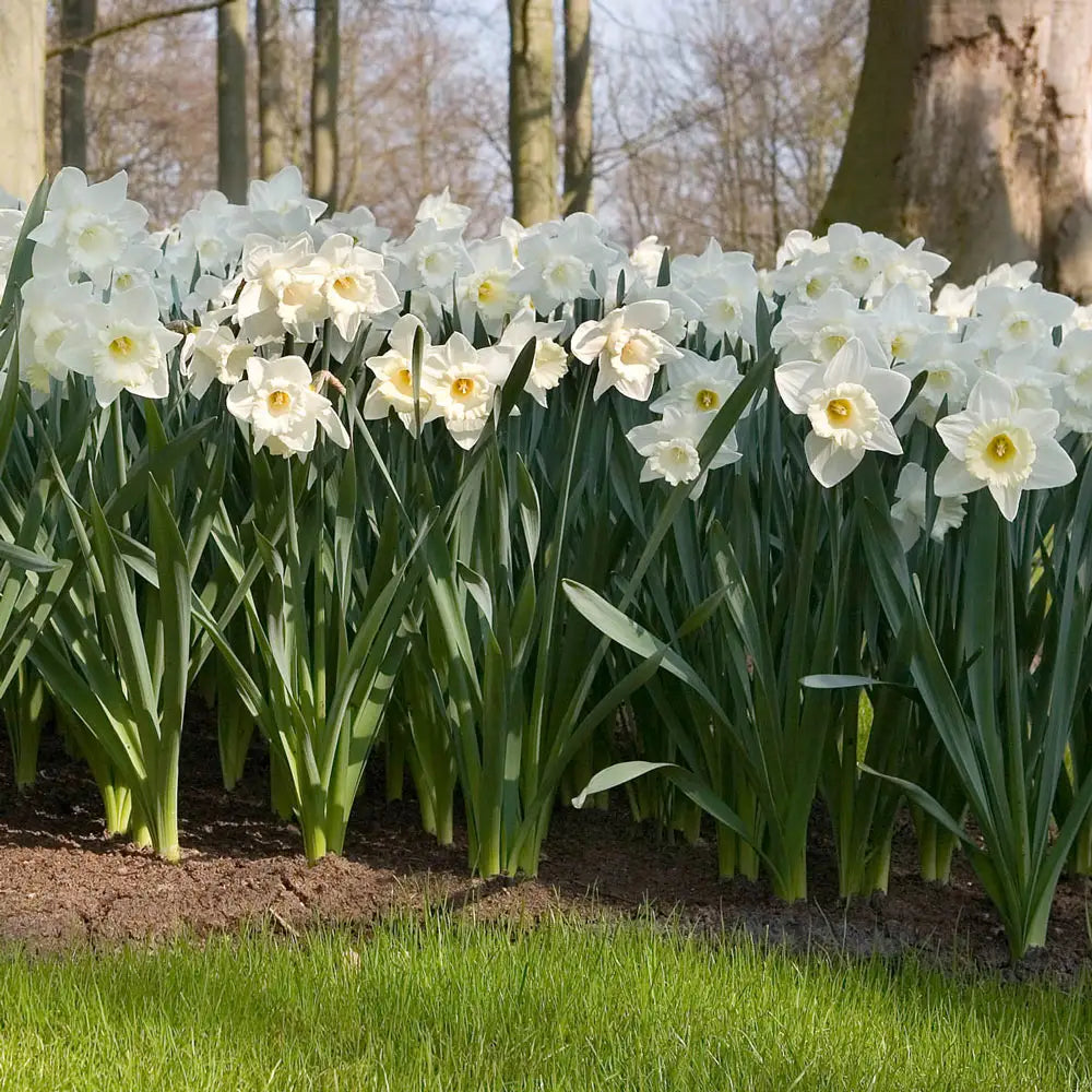 White Daffodils for Naturalizing in Growers Bag | Dutch Bulbs