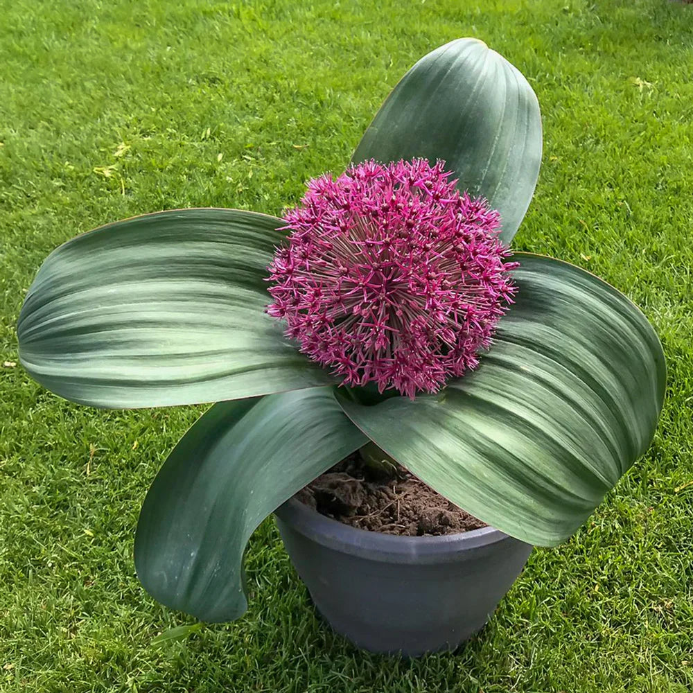 Allium karataviense Red Giant | K. van Bourgondien