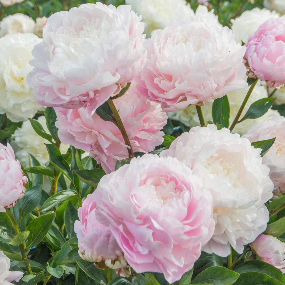 Moon River Peony | K. van Bourgondien