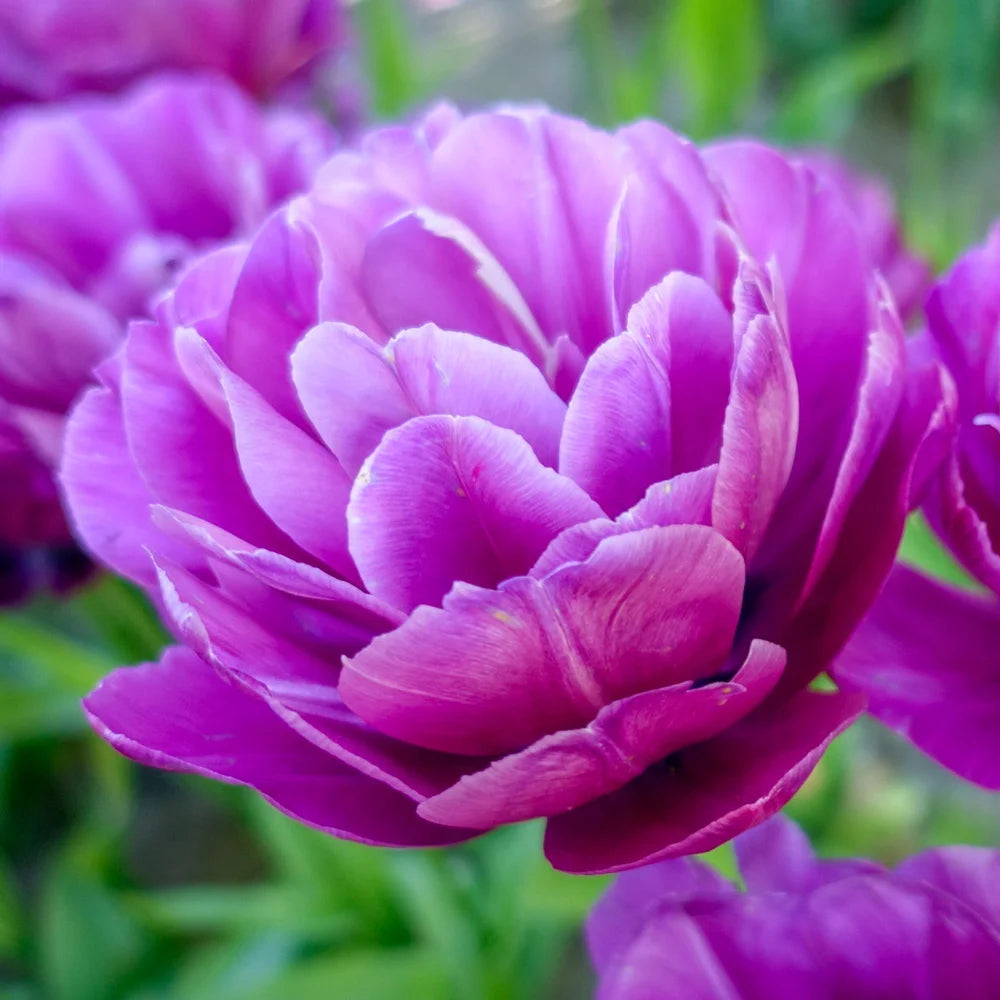 Double Tulip Blue Spectacle | K. van Bourgondien