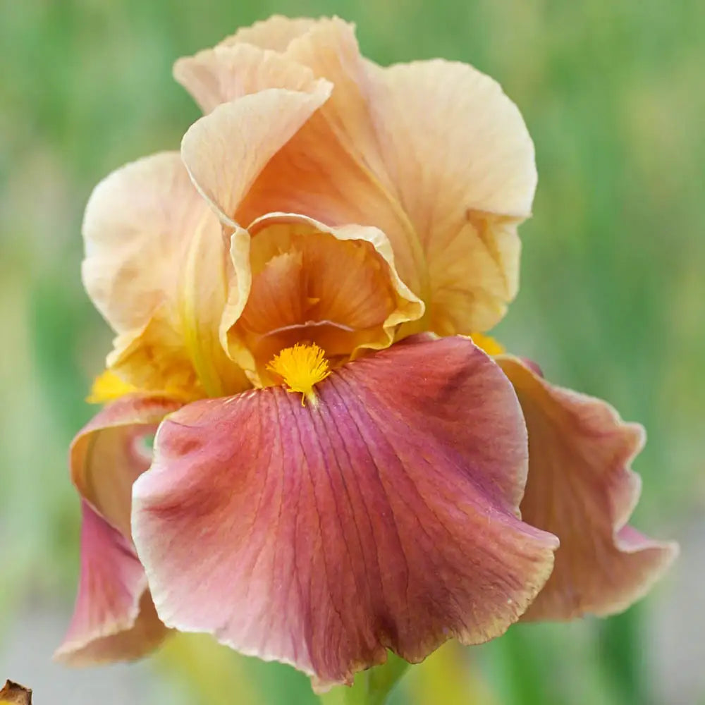 Penny Lover Bearded Iris | K. van Bourgondien