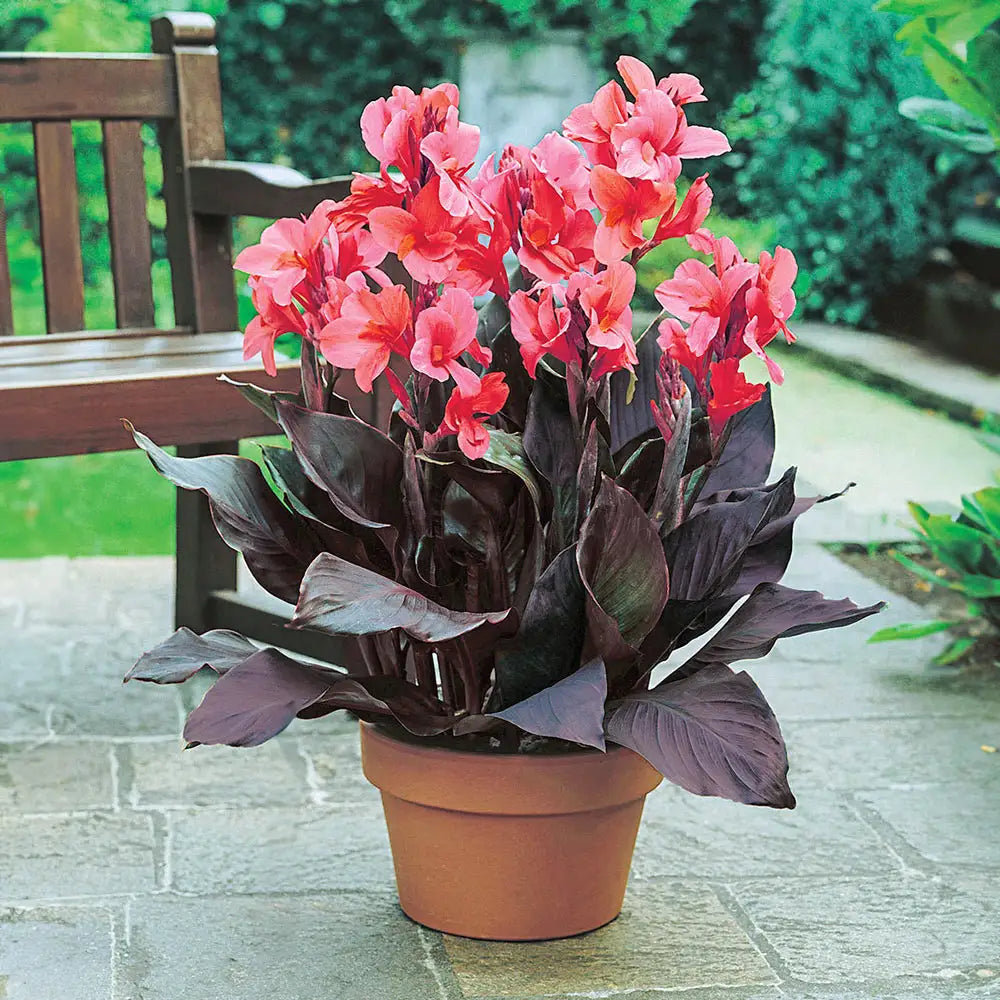 Dwarf Canna CannaSol Happy Julia | K. van Bourgondien