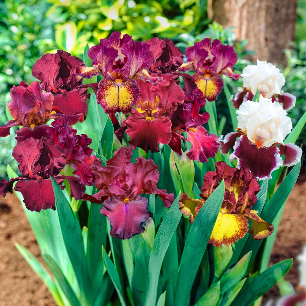 Buy Red German Iris Mix Online | K. van Bourgondien