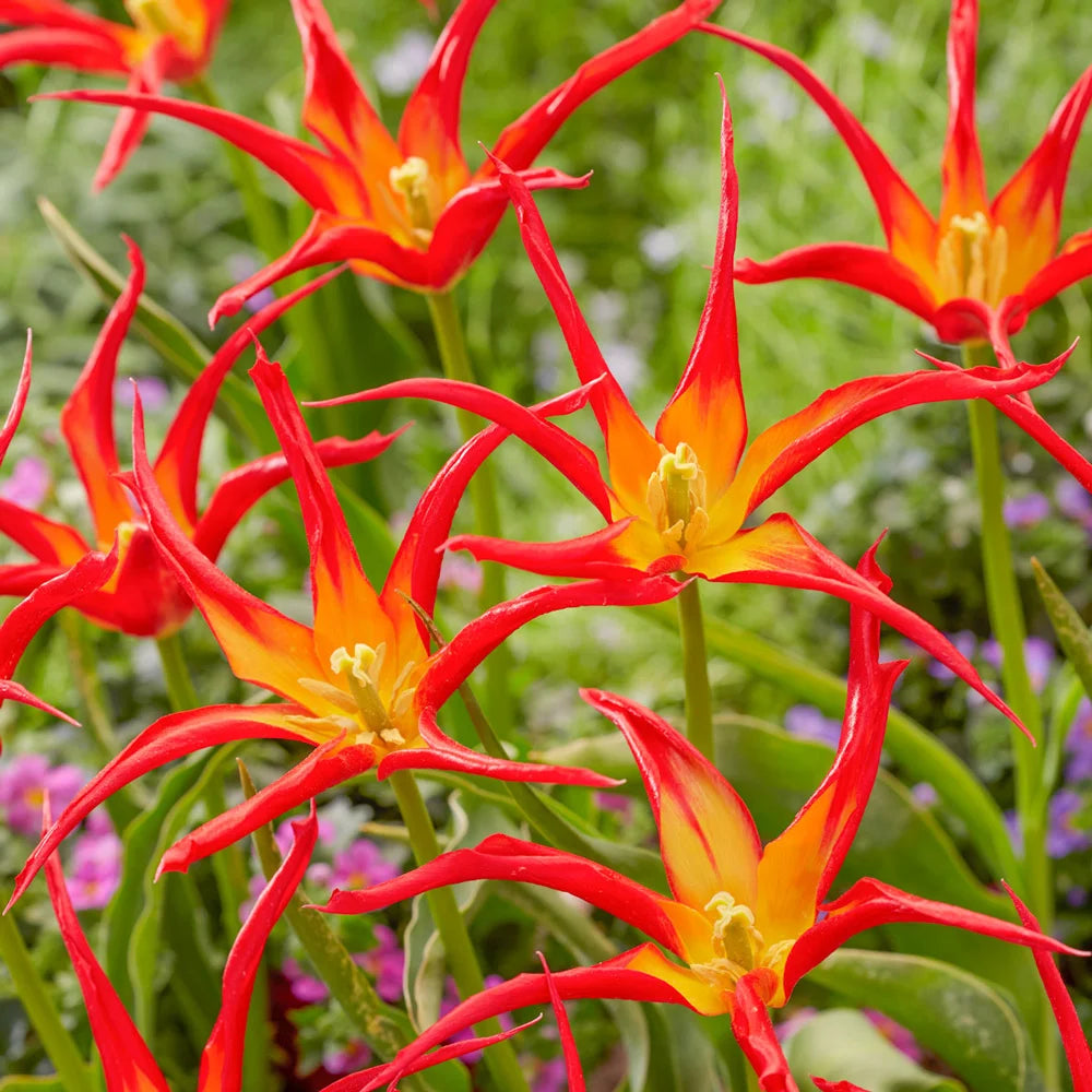 Buy Lily-Flowering Tulip Go Go Red | K. van Bourgondien