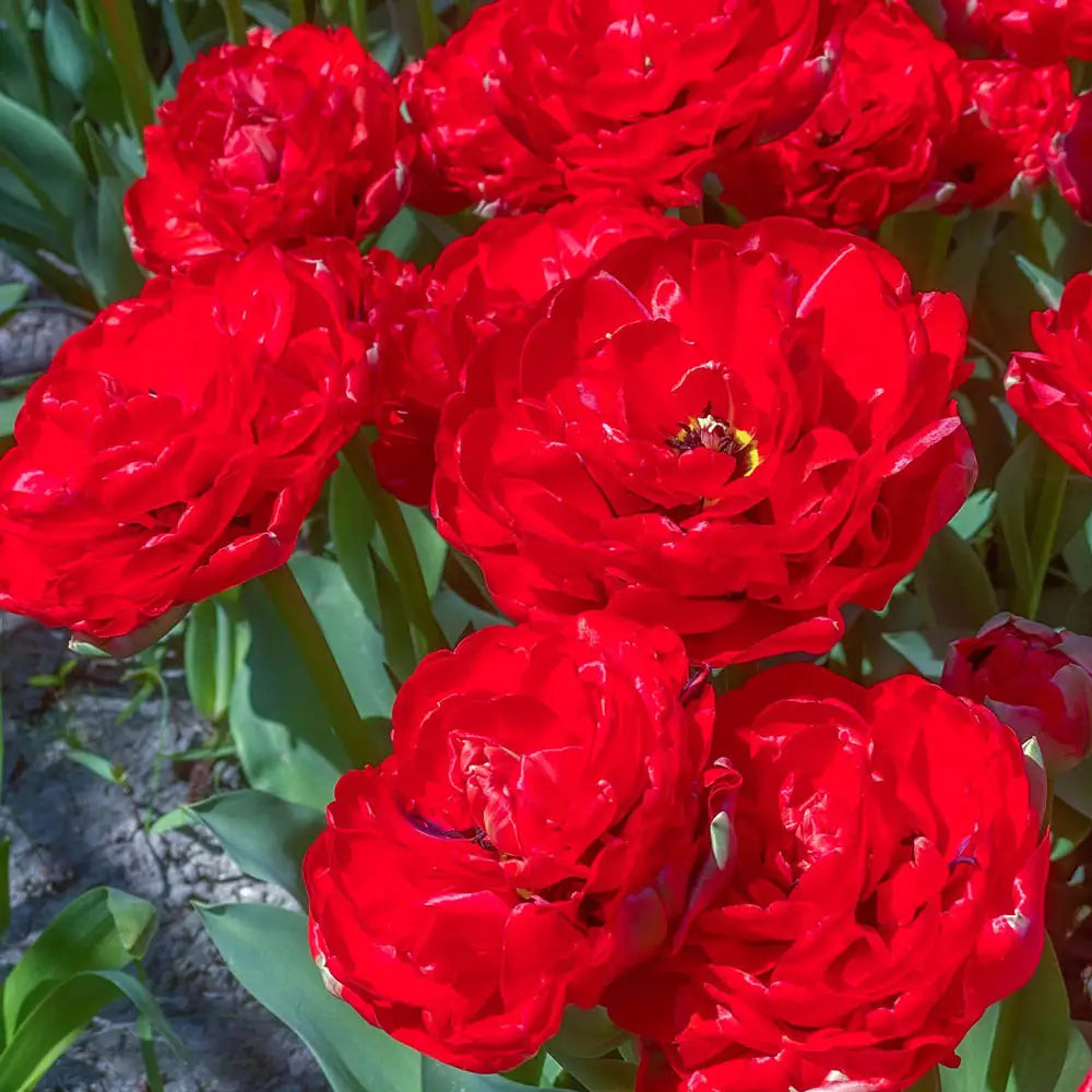 Double Peony Tulip Bombastic Red Bulbs | K. van Bourgondien