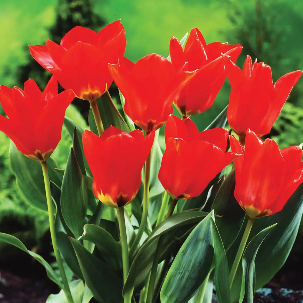 Fosteriana Tulip Red Emperor | K. van Bourgondien
