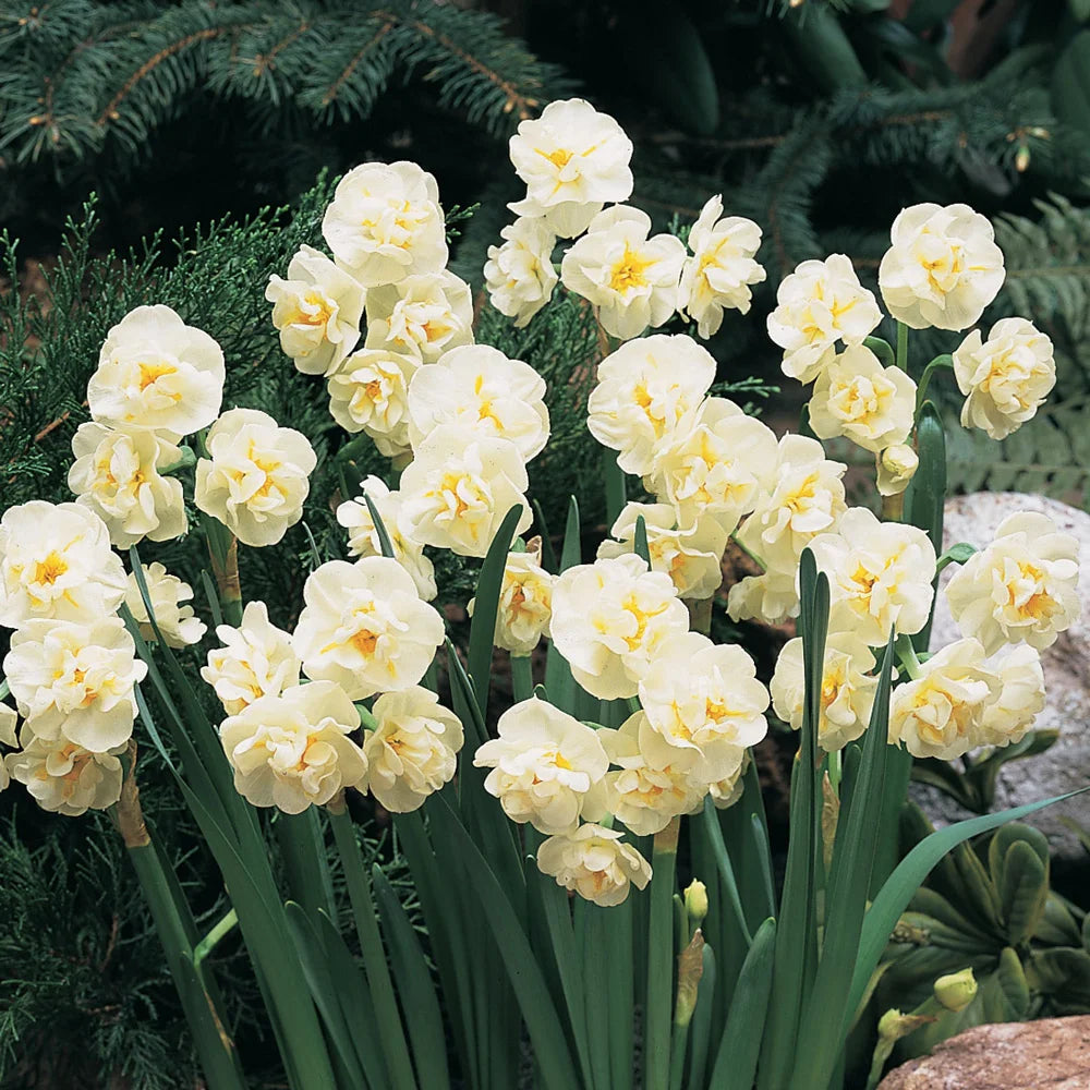 Fragrant Gardenia Daffodil (N. Cheerfulness) | Dutch Bulbs