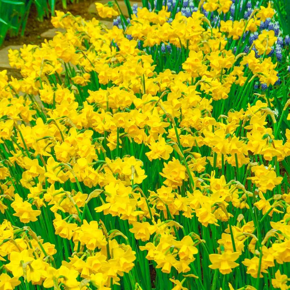 Fragrant Daffodil Jonquil Quail | K. van Bourgondien