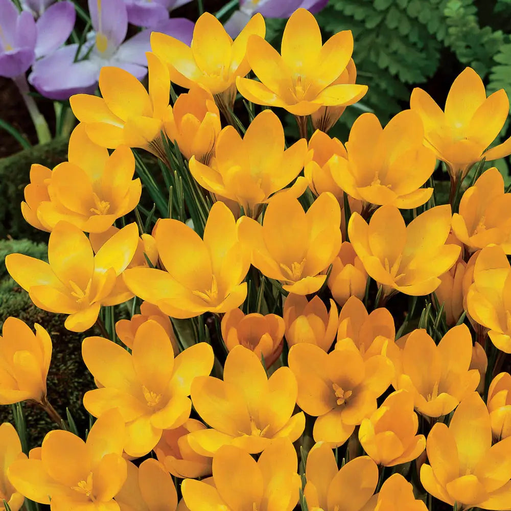 Giant Crocus Golden Yellow | K. van Bourgondien