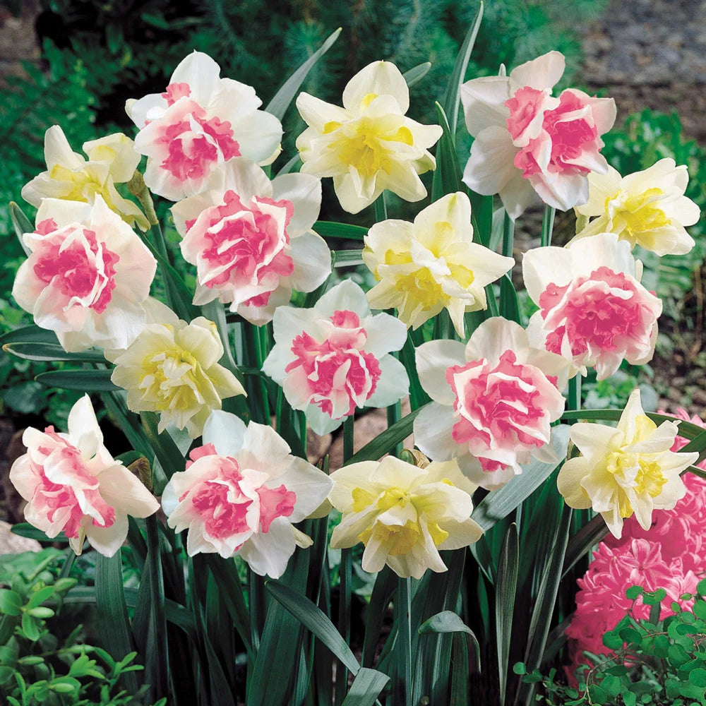 Double Daffodil Duo | K. van Bourgondien