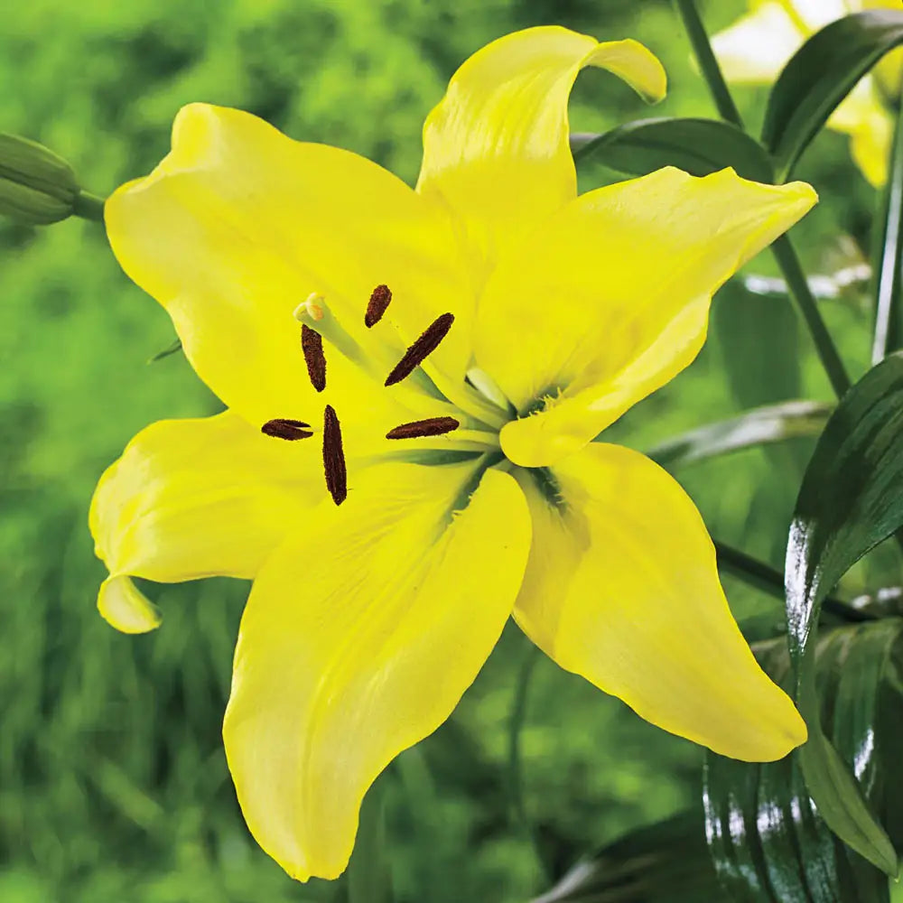 Asiatic Lily Yellow County | K. van Bourgondien