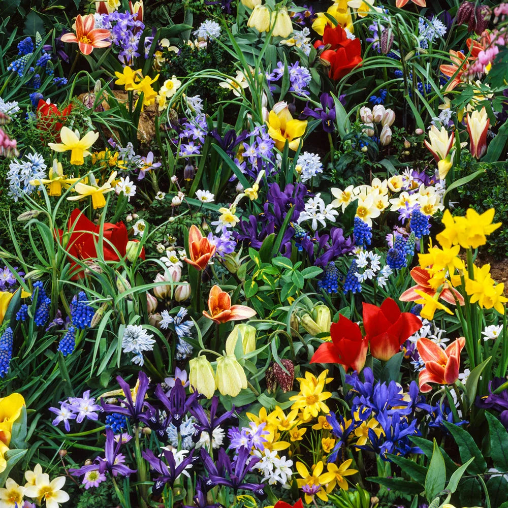 Wild Flower Bulb Mix | K. van Bourgondien