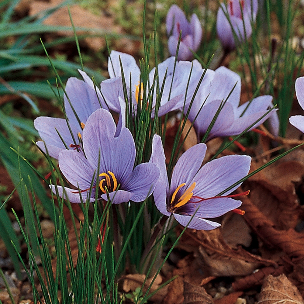 Crocus Sativus - Fall Blooming Crocus | K. van Bourgondien