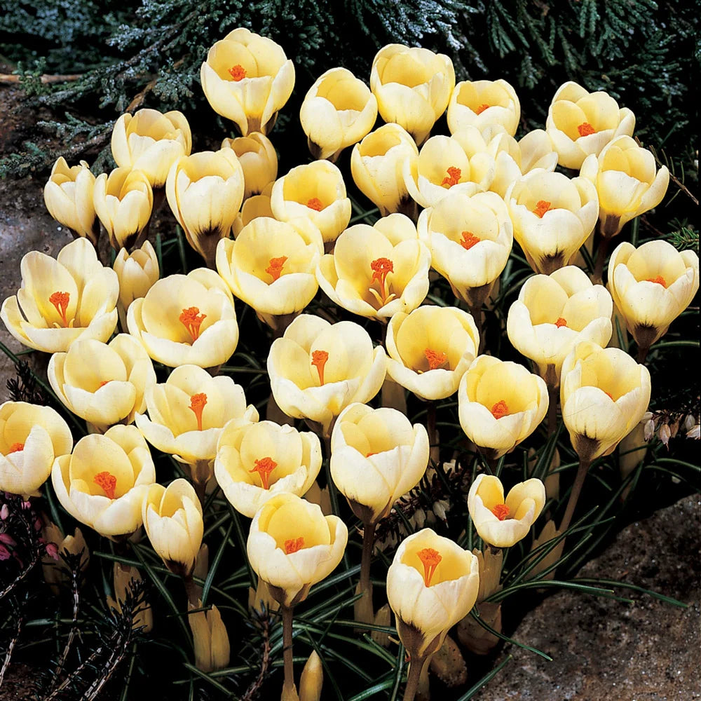 Species Crocus Romance (chrysanthus) | K. van Bourgondien