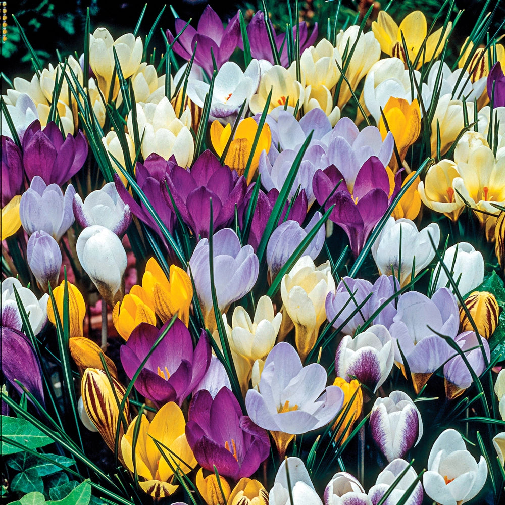 Species Crocus Mix | K. van Bourgondien