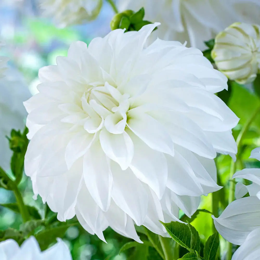 Dahlia Lady Liberty | K. van Bourgondien