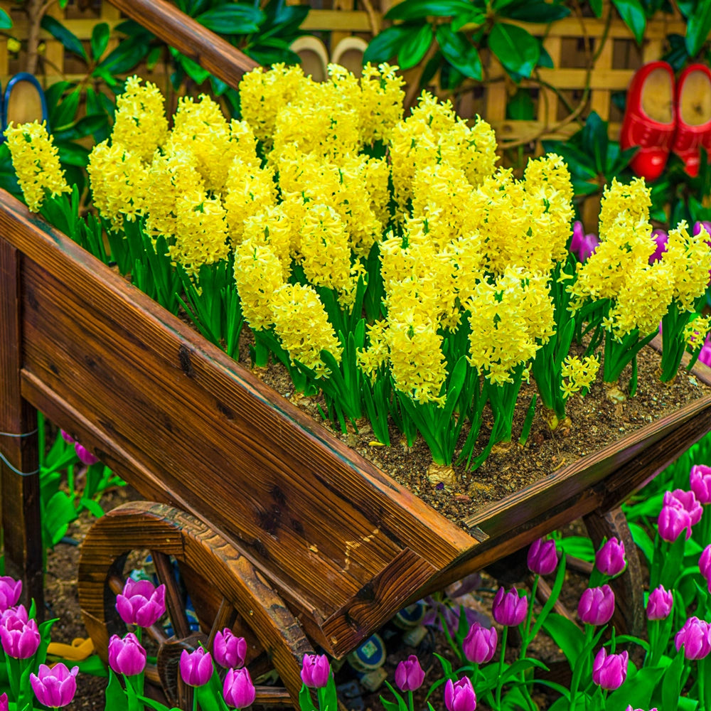 Hyacinth City of Haarlem - Yellow Hyacinth | Dutch Bulbs