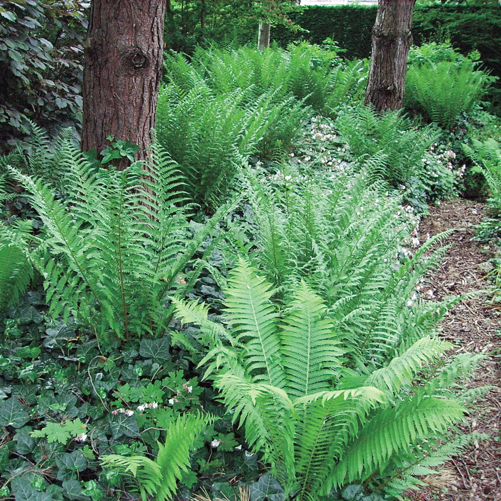 Native Woodland Fern Mix | K. van Bourgondien