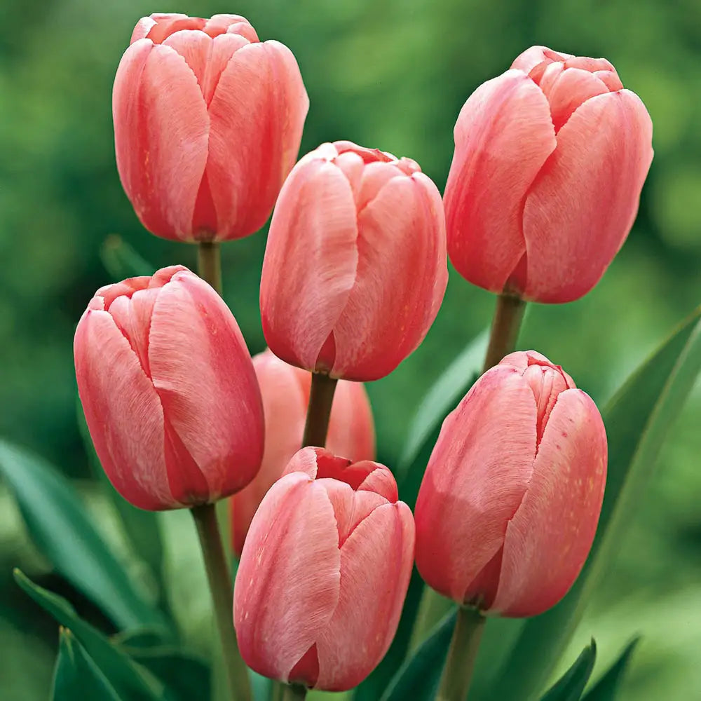 Darwin Hybrid Tulip Pink Impression | K. van Bourgondien
