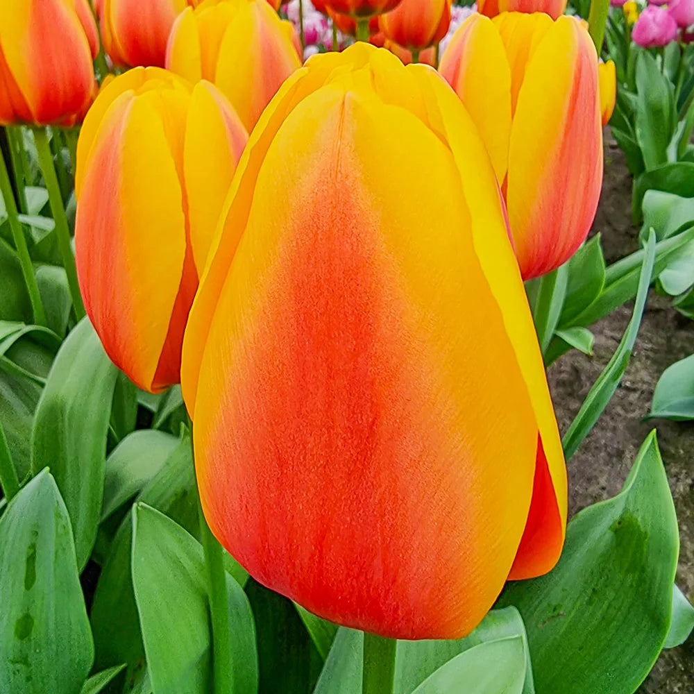 Darwin Hybrid Tulip World Peace for Sale | K. van Bourgondien