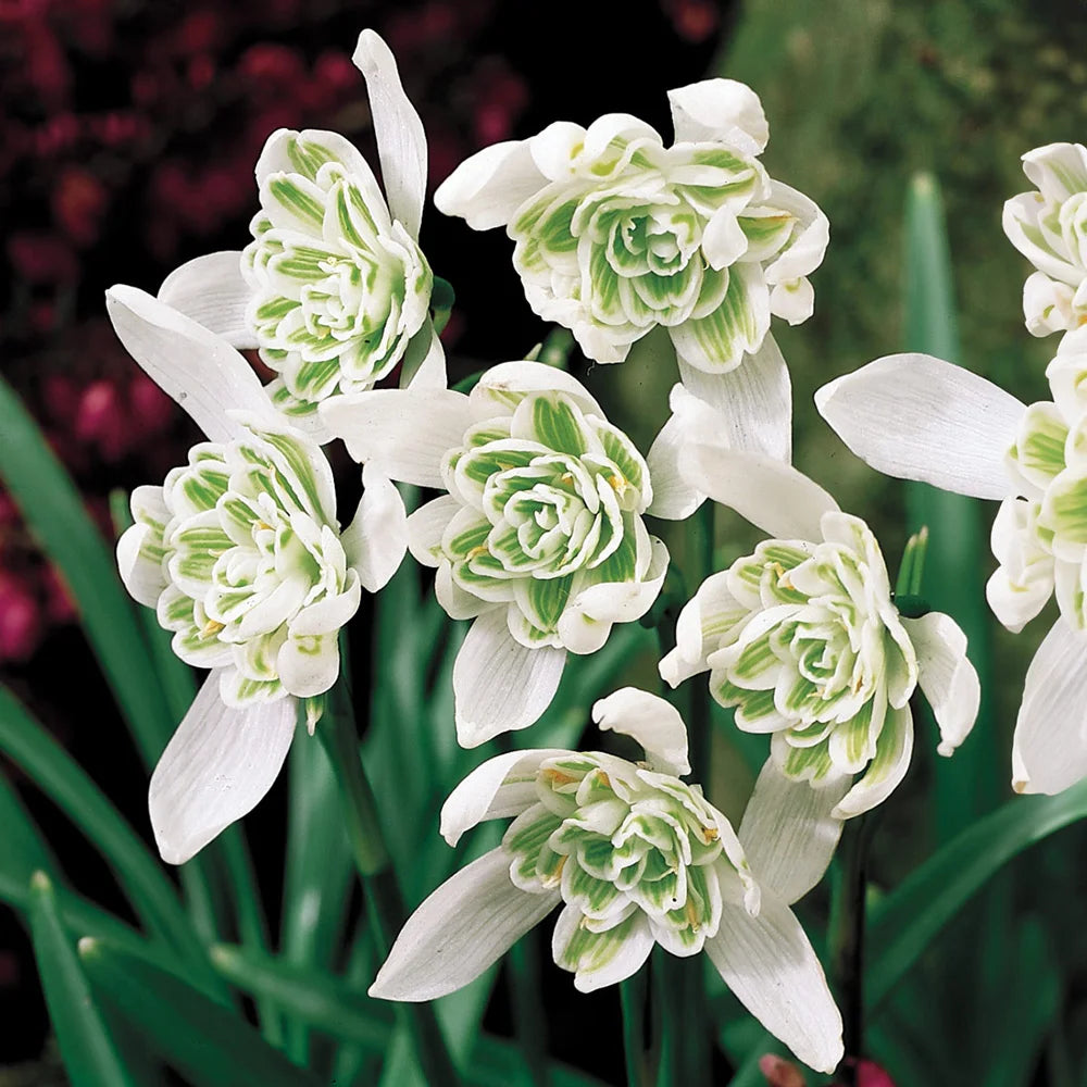 Double Snowdrops(Galanthus nivalis Flore Pleno)| Dutch Bulbs