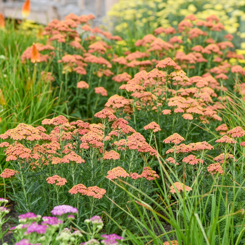 Buy Yarrow Firefly Peach Sky | K. van Bourgondien