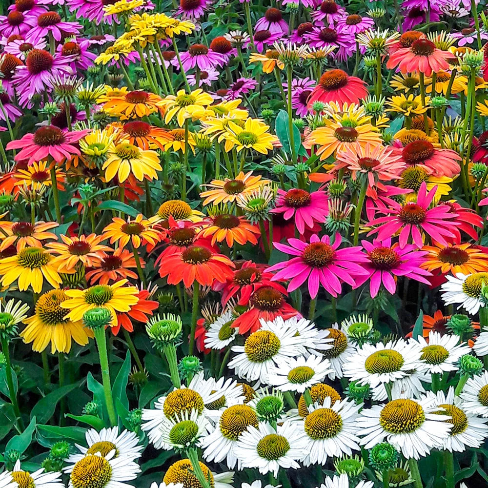Coneflower Mix (Echinacea Mix) | K. van Bourgondien