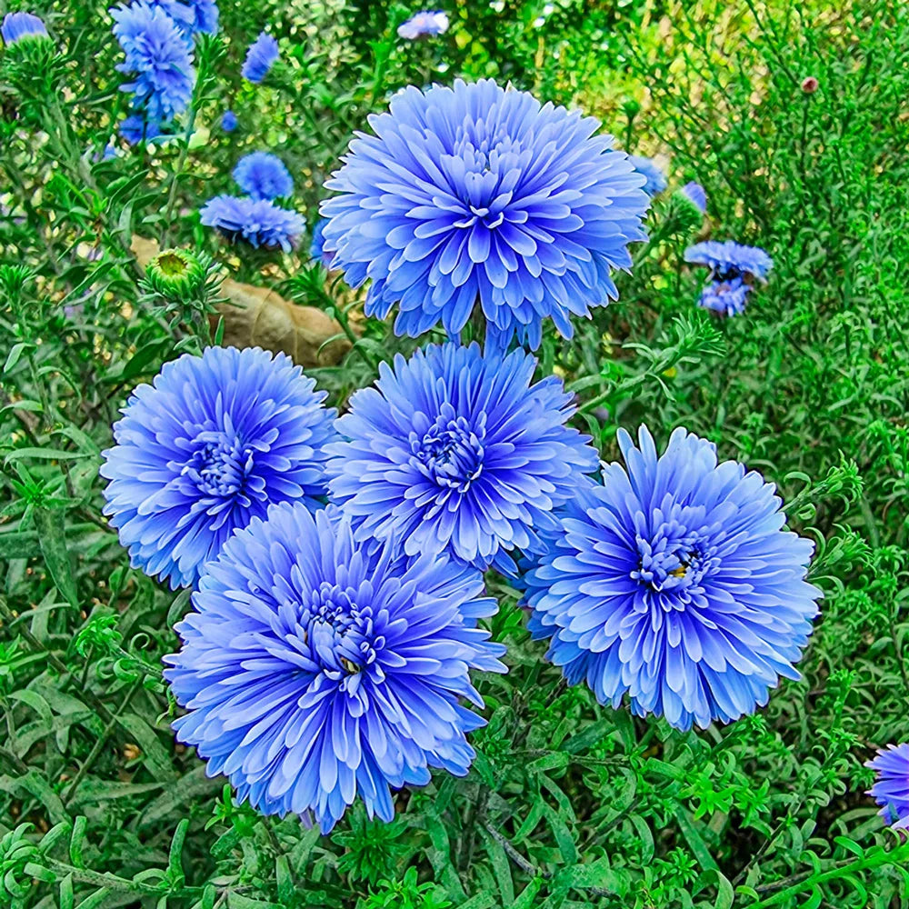 New York Aster Marie Ballard | K. van Bourgondien