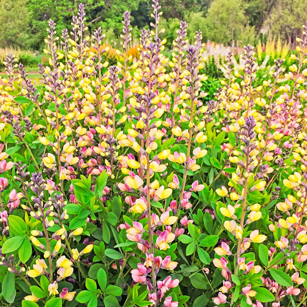 Baptisia Pink Lemonade | K. van Bourgondien