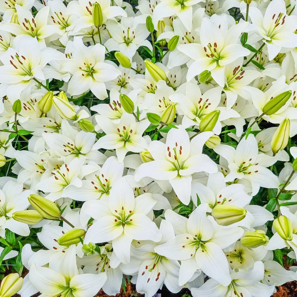 Bright Diamond Asiatic Lily | K. van Bourgondien