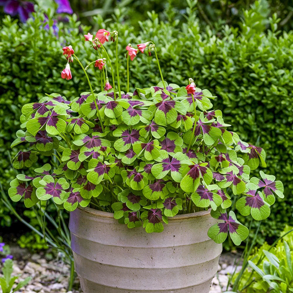 Shamrock Iron Cross | Flowering Bulbs at K. van Bourgondien