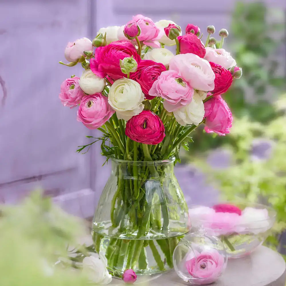 Ready For Romance Ranunculus Mix | K. van Bourgondien