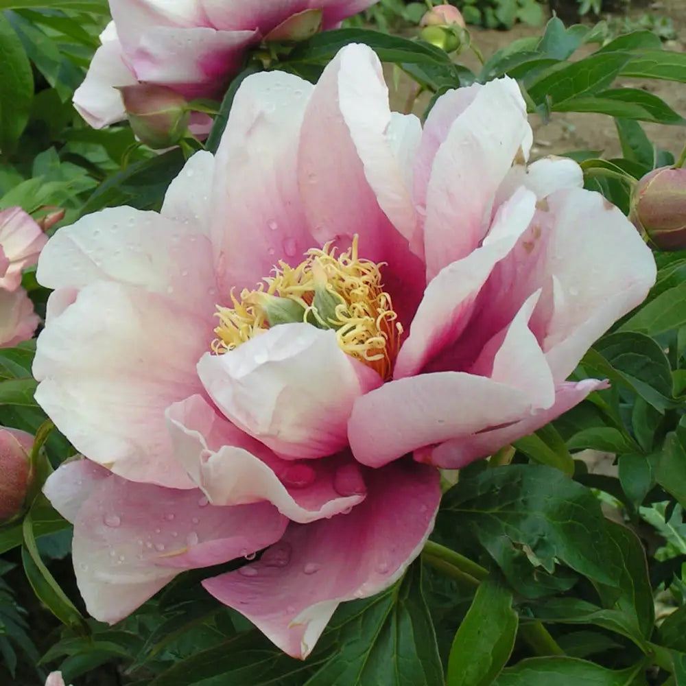 Itoh Peony Pastel Splendor | K. van Bourgondien