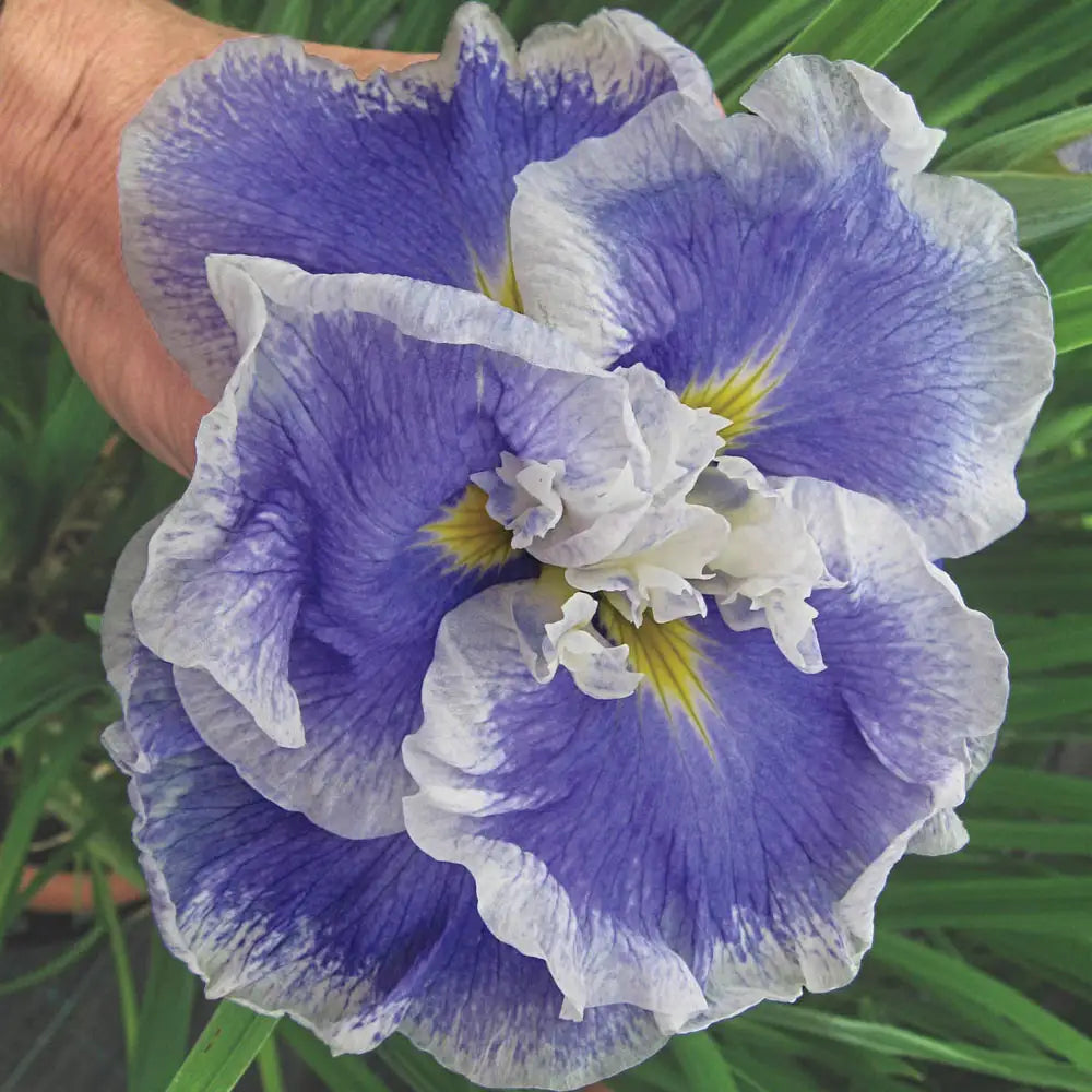 Japanese Iris Wave Action | K. van Bourgondien