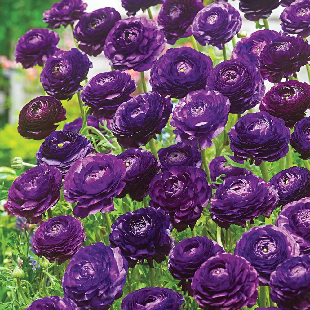 Ranunculus Purple Sensation | K. van Bourgondien
