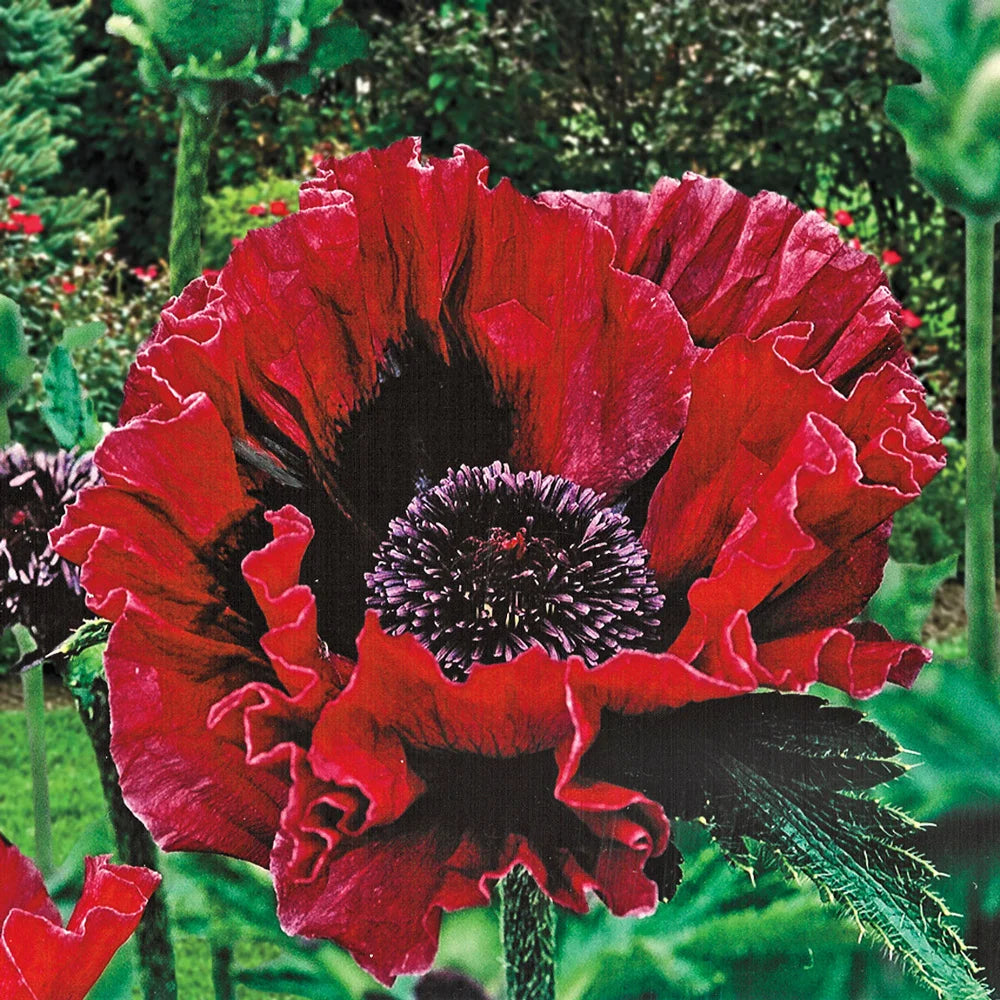 Papaver orientale Harlem (Oriental Poppy) | Dutch Bulbs