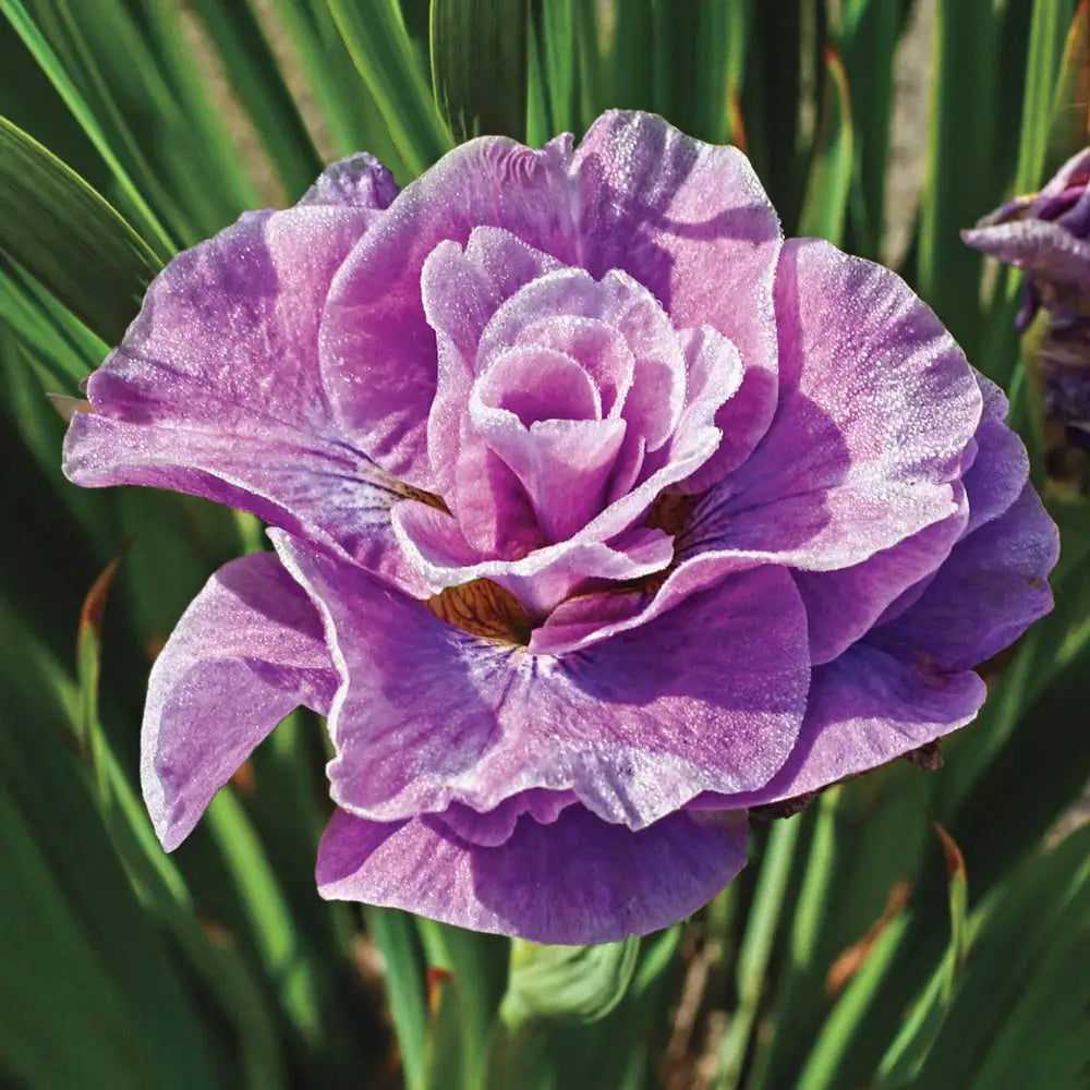 Double Siberian Iris Pink Parfait | K. van Bourgondien