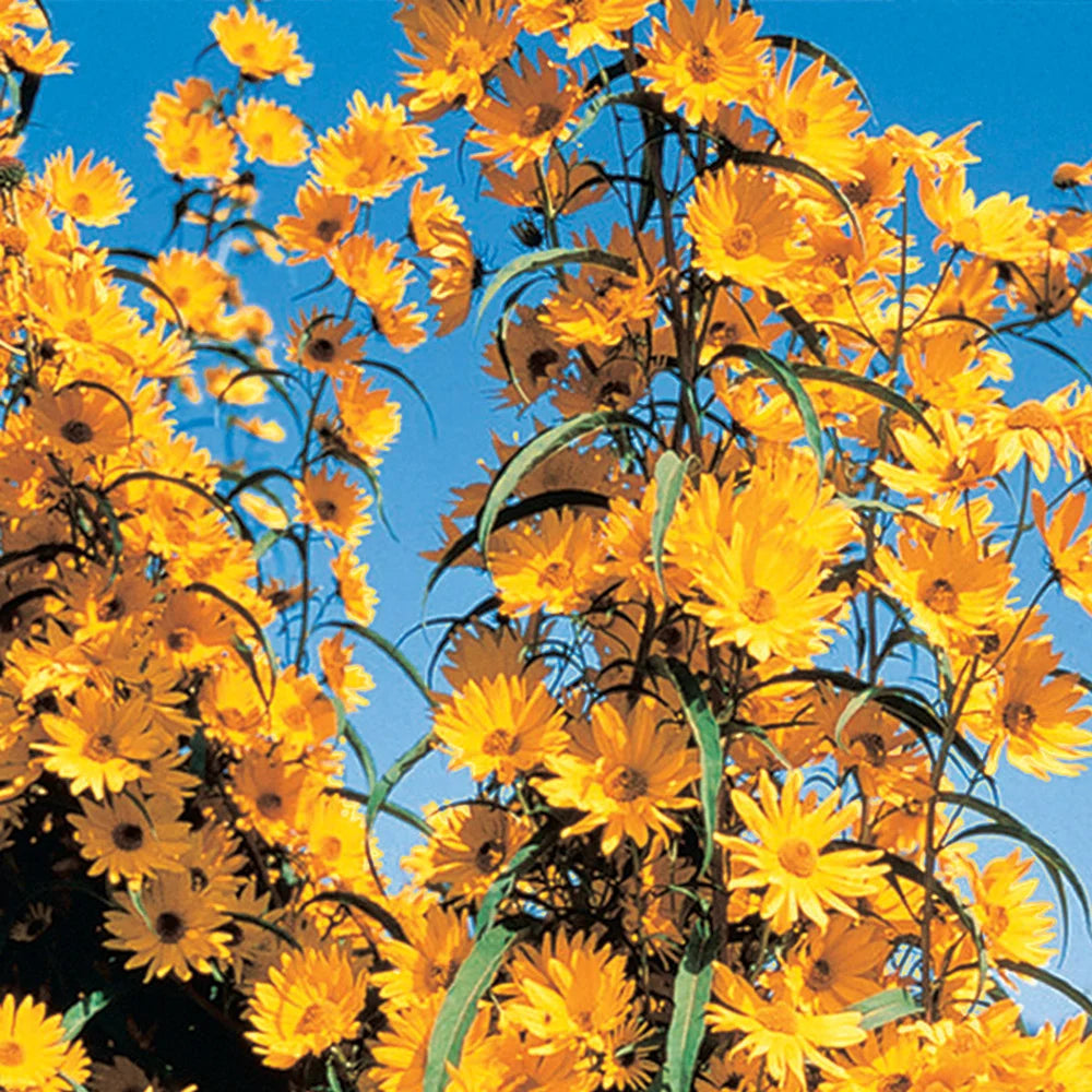 Maximilian Sunflower (Helianthus maximiliani)| Dutch Bulbs