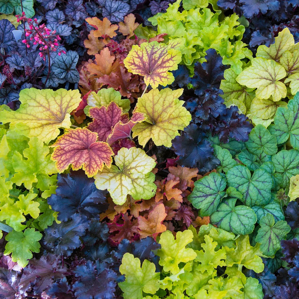 Heuchera Mix - Shade Perennial | K. van Bourgondien