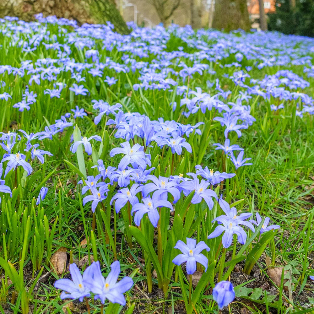 Glory Of The Snow Bulbs (Chionodoxa forbesii) | Dutch Bulbs