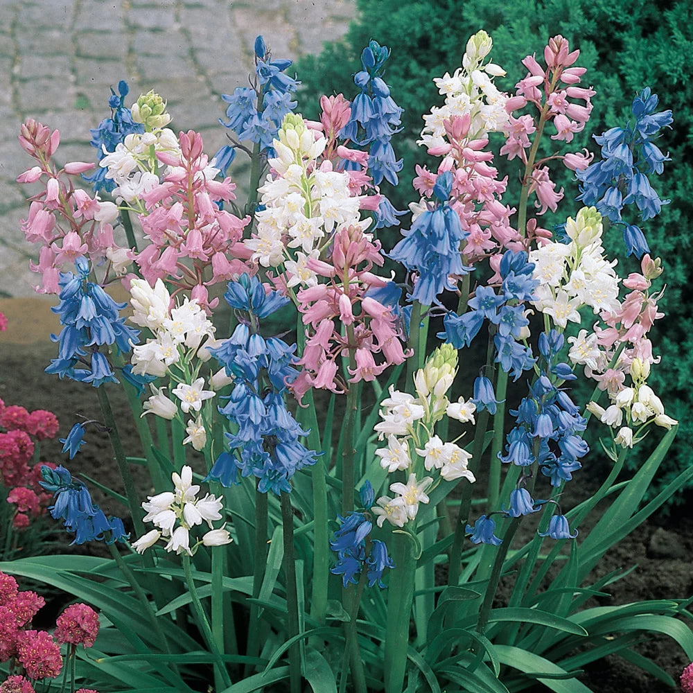 Wood Hyacinth Mix (Hyacinthoides hispanica) | Dutch Bulbs