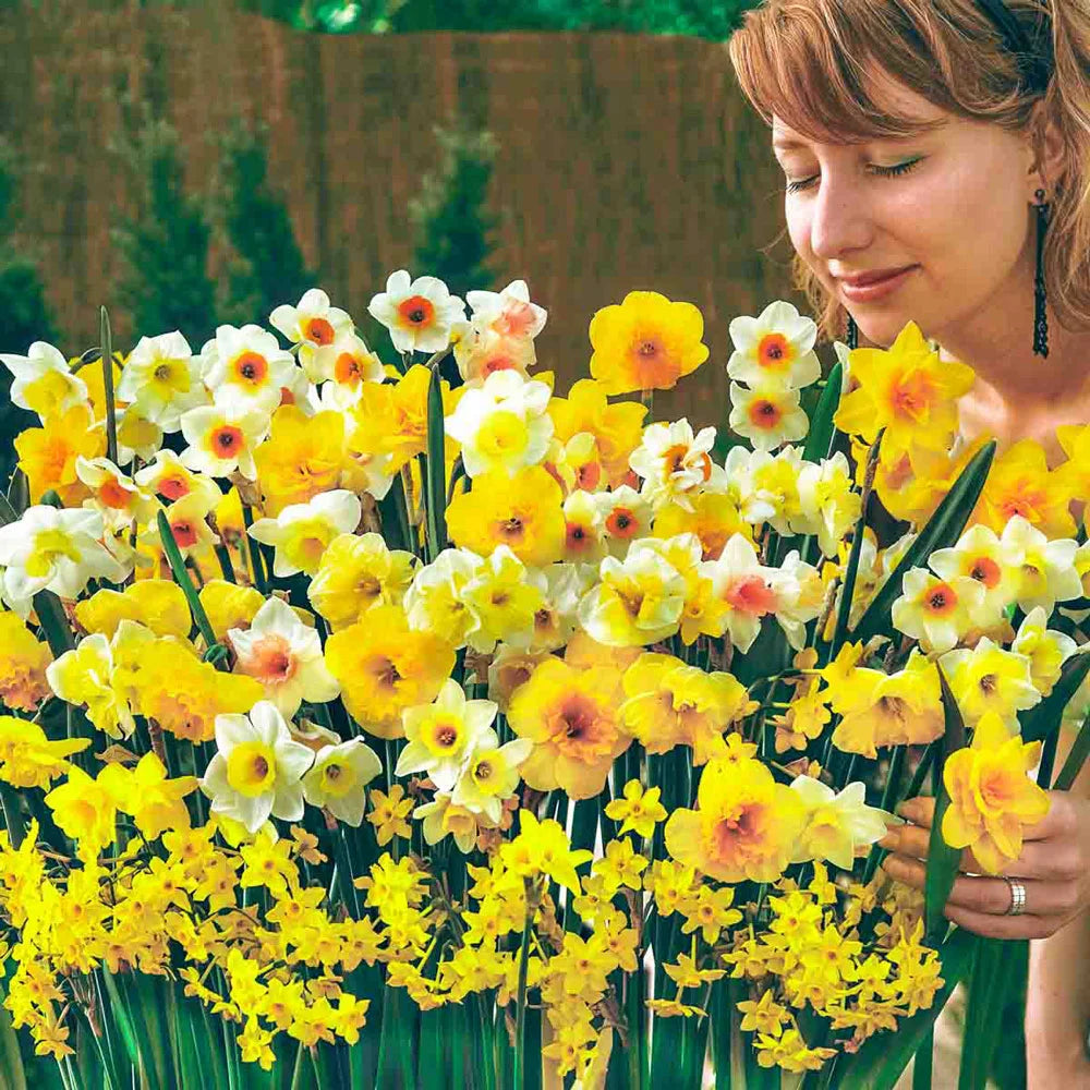 Fragrant Jonquils | K. van Bourgondien