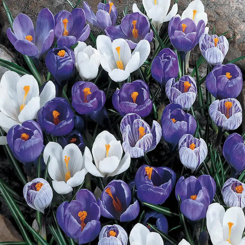 Delft Blue Giant Crocus Mix | K. van Bourgondien