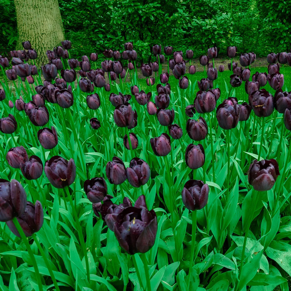 Queen of Night Tulip - Black Mayflowering Tulip | Dutch Bulbs